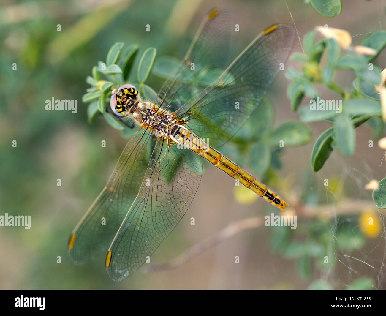 Dragonfly photographed in their natural environment Stock Photo - Alamy