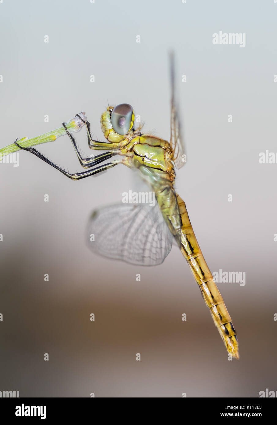 Dragonfly photographed in their natural environment Stock Photo - Alamy