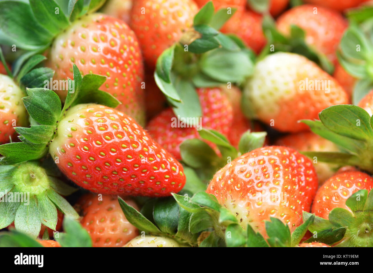 Fresh ripe strawberry Stock Photo - Alamy