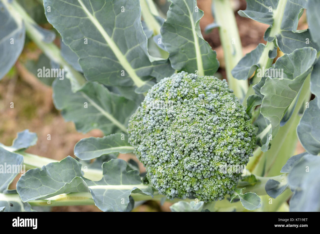 Raw broccoli in the farm Stock Photo - Alamy
