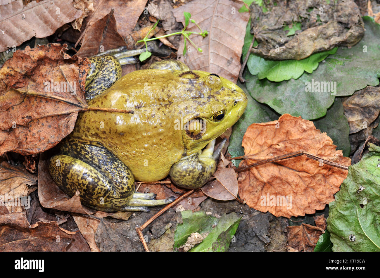 Muddy green bull frog Stock Photo - Alamy