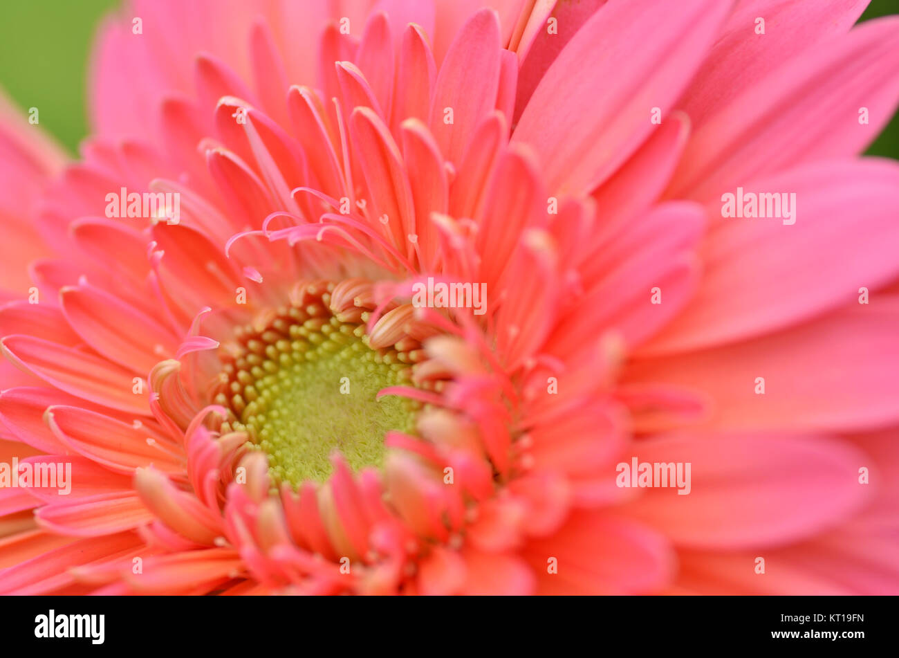 Gerbera flower in a garden Stock Photo - Alamy