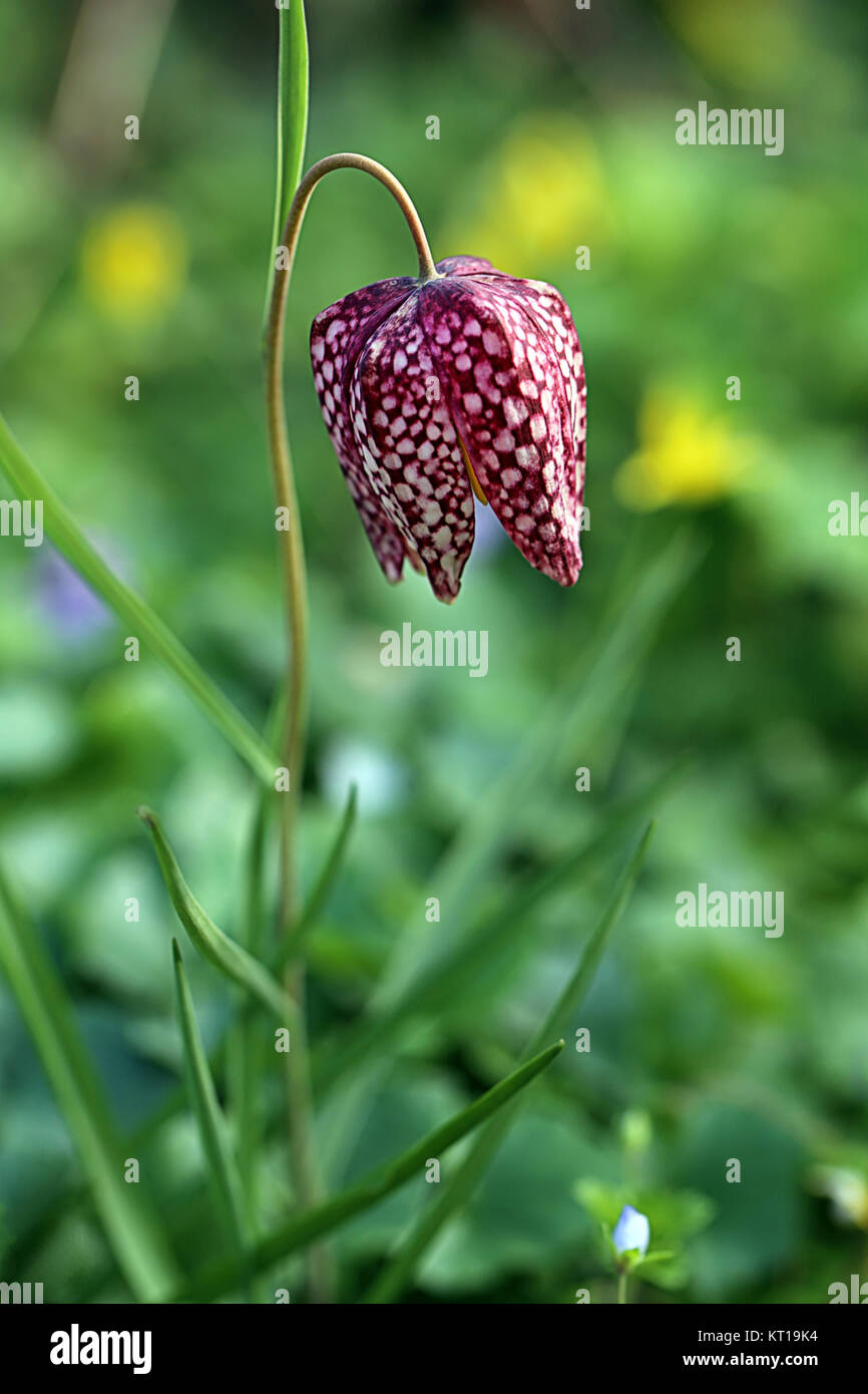 The chess flower hi-res stock photography and images - Alamy