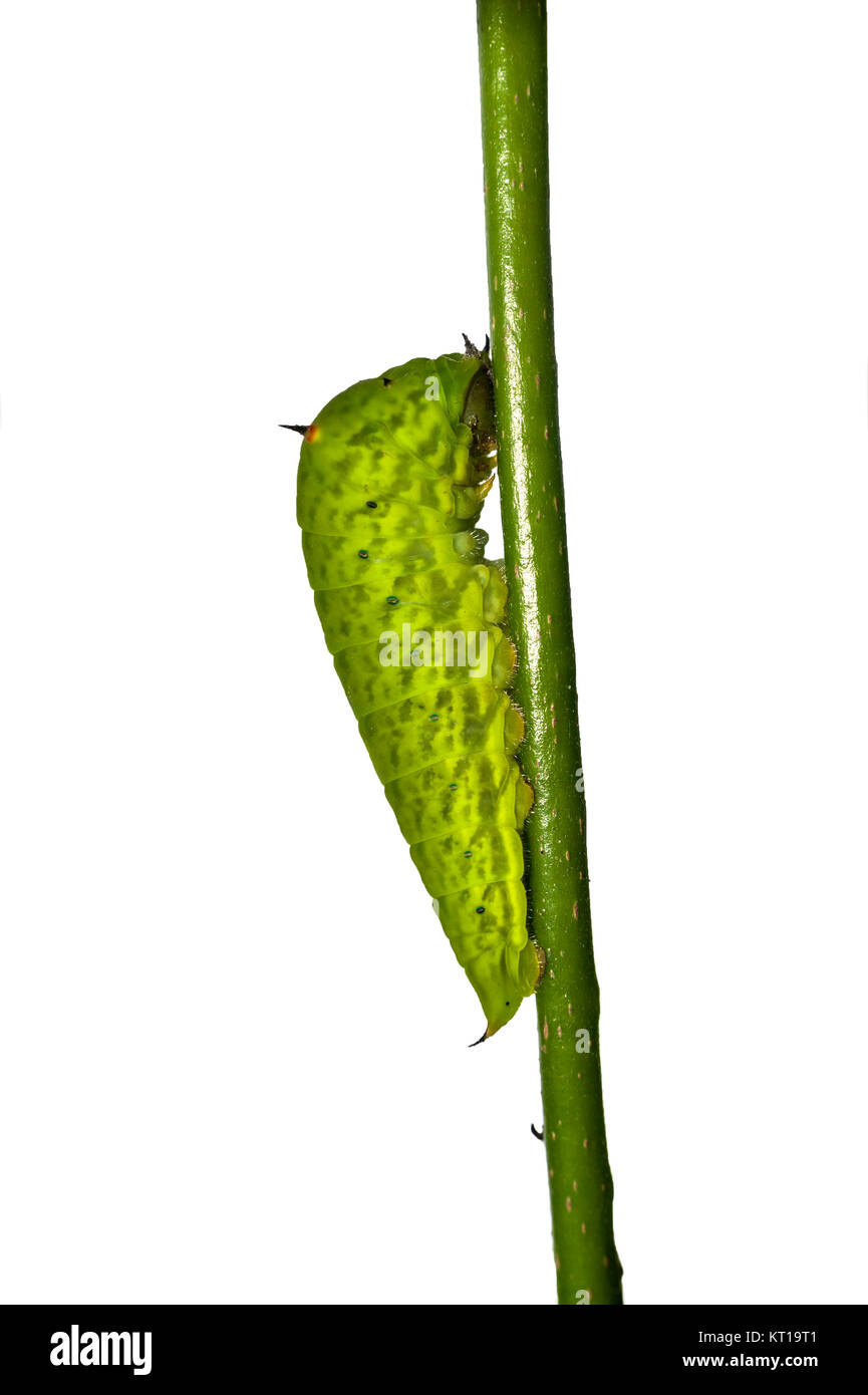 Butterfly larva Cut Out Stock Images & Pictures - Alamy