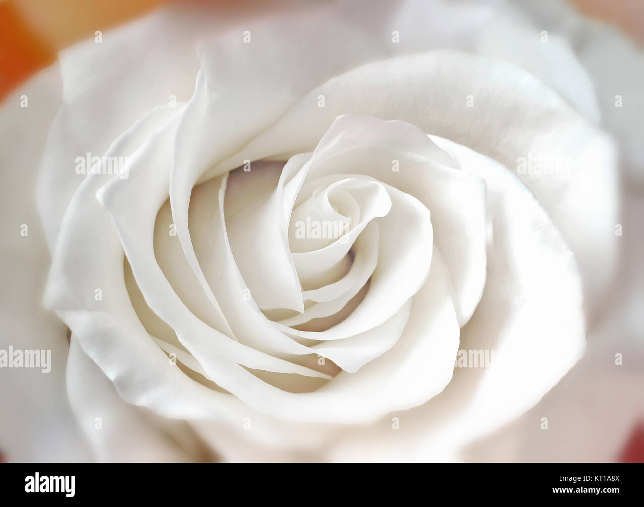 Middle of the rose hi-res stock photography and images - Alamy