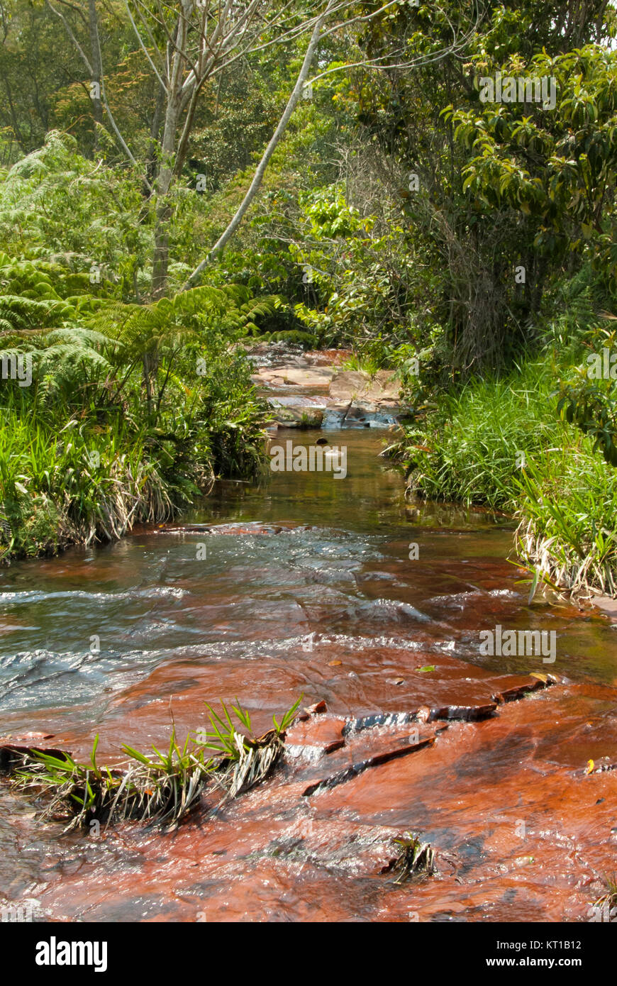 Gran sabanna hi-res stock photography and images - Alamy