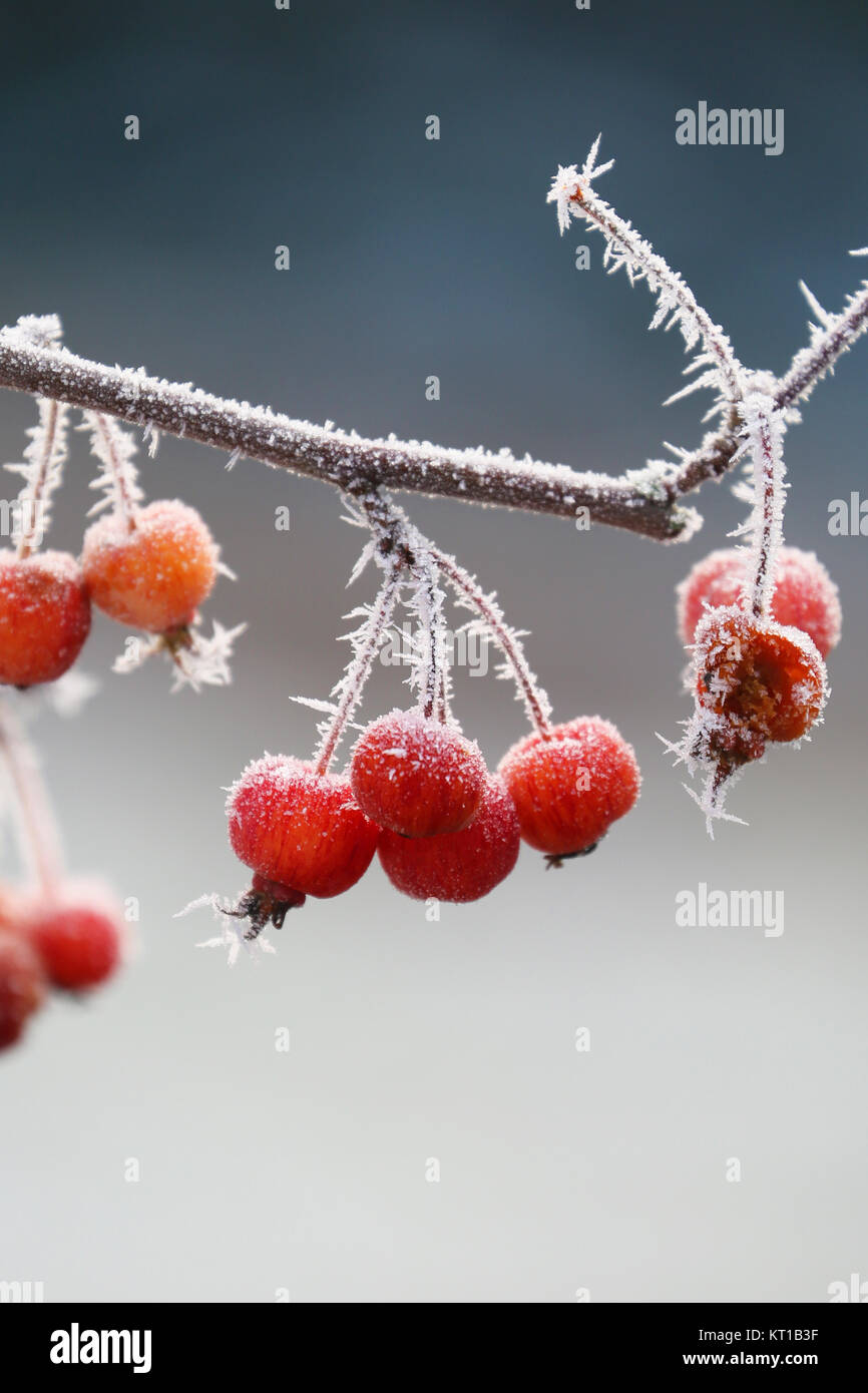 ornamental apples with ice crystals in winter Stock Photo - Alamy