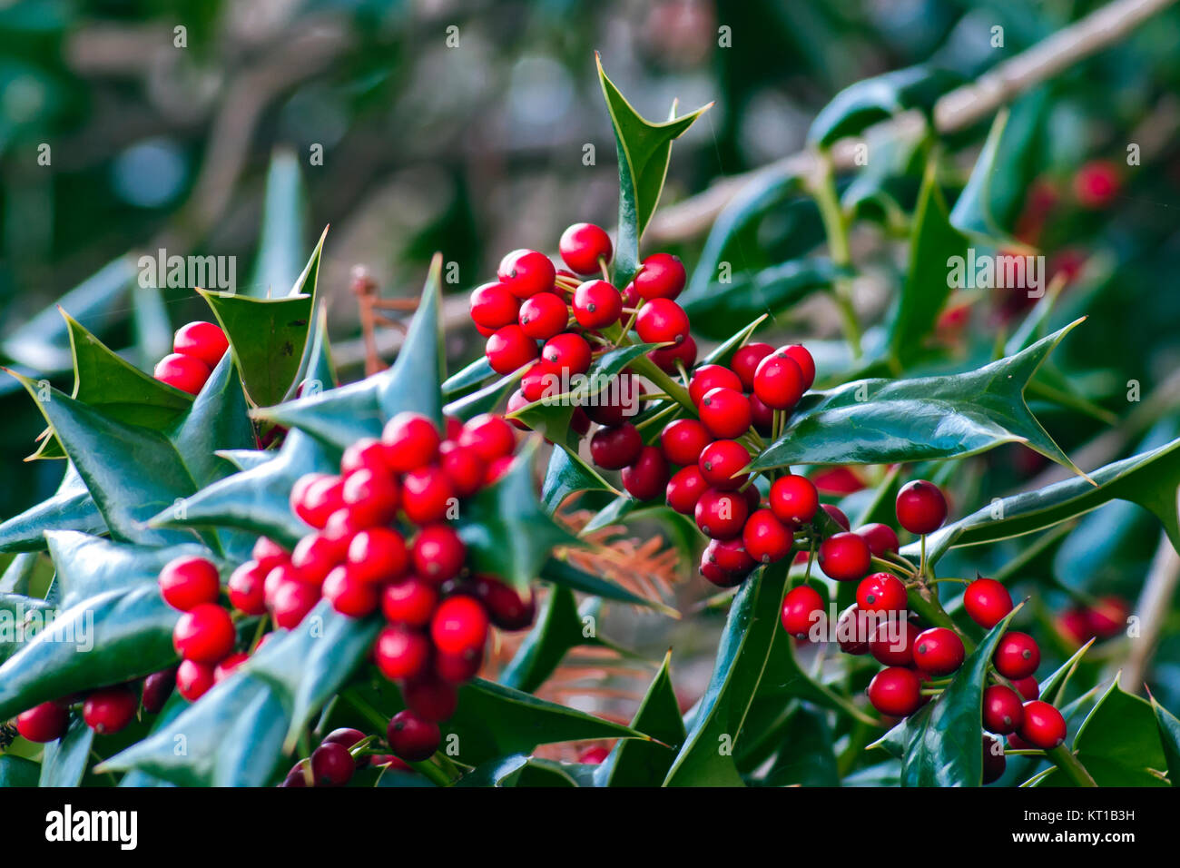 Small edible berries hi-res stock photography and images - Alamy