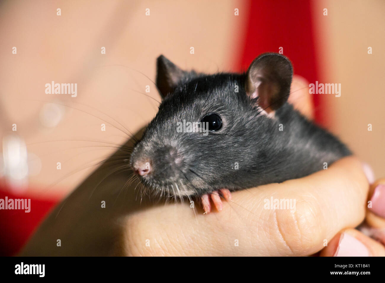 Domestic hand-held rat sitting on hands Stock Photo - Alamy