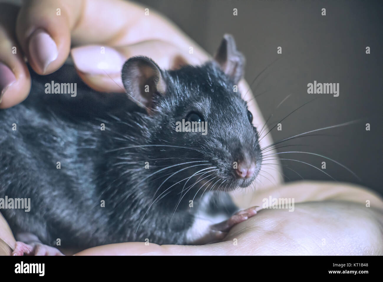 Domestic hand-held rat sitting on hands Stock Photo - Alamy