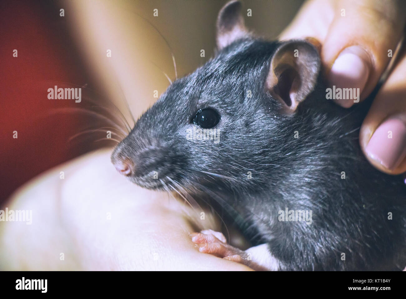 Domestic hand-held rat sitting on hands Stock Photo - Alamy