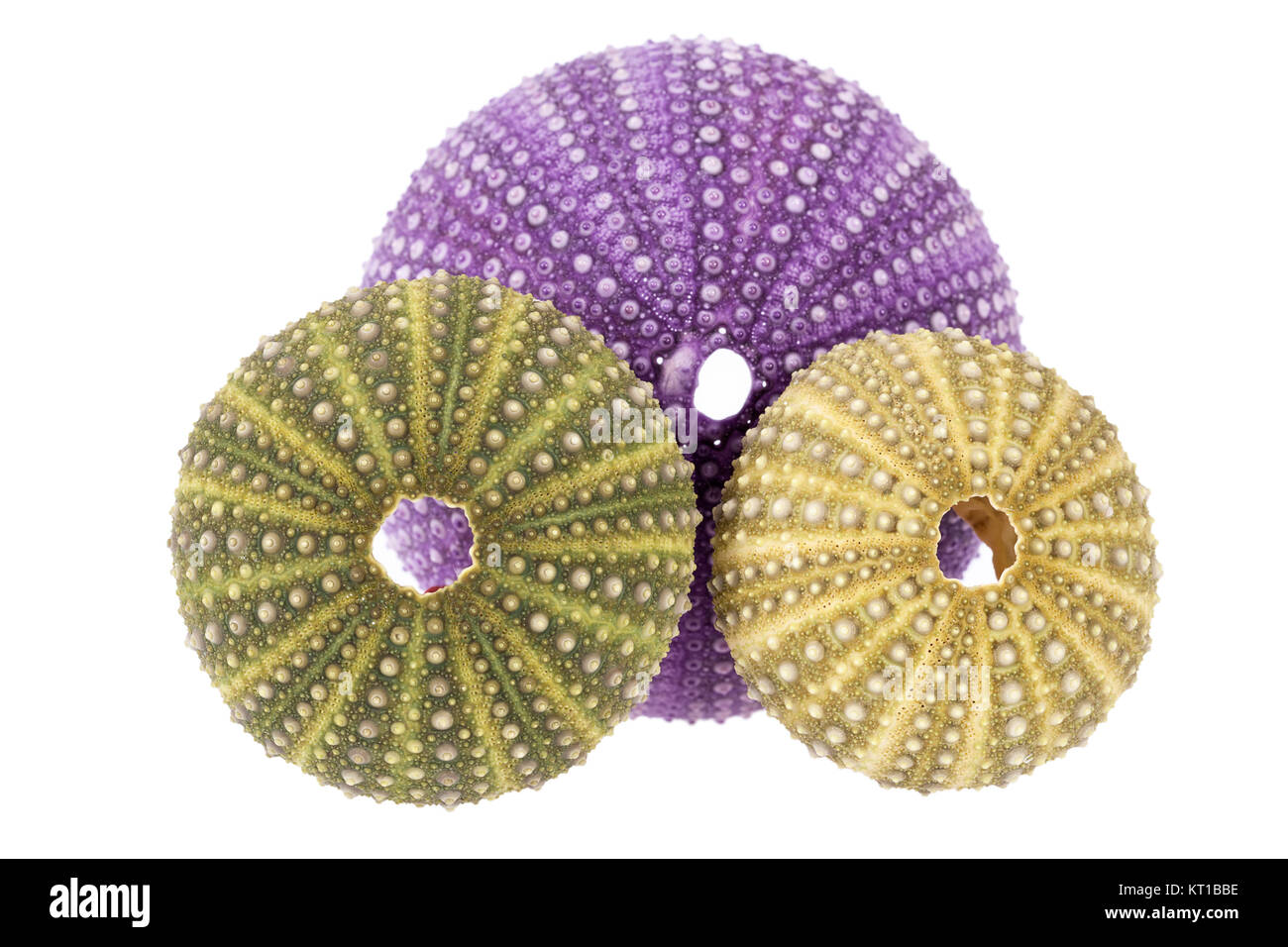 Salt ecosystem Cut Out Stock Images & Pictures - Alamy