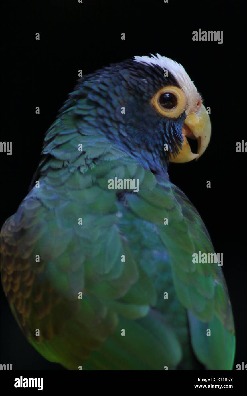 A beautiful parrot posing for a picture Stock Photo - Alamy