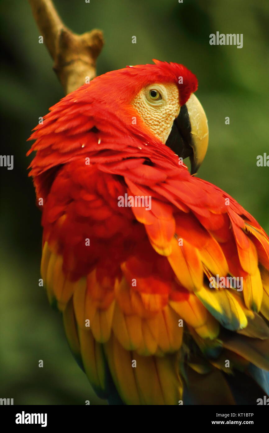A beautiful red macaw Stock Photo - Alamy