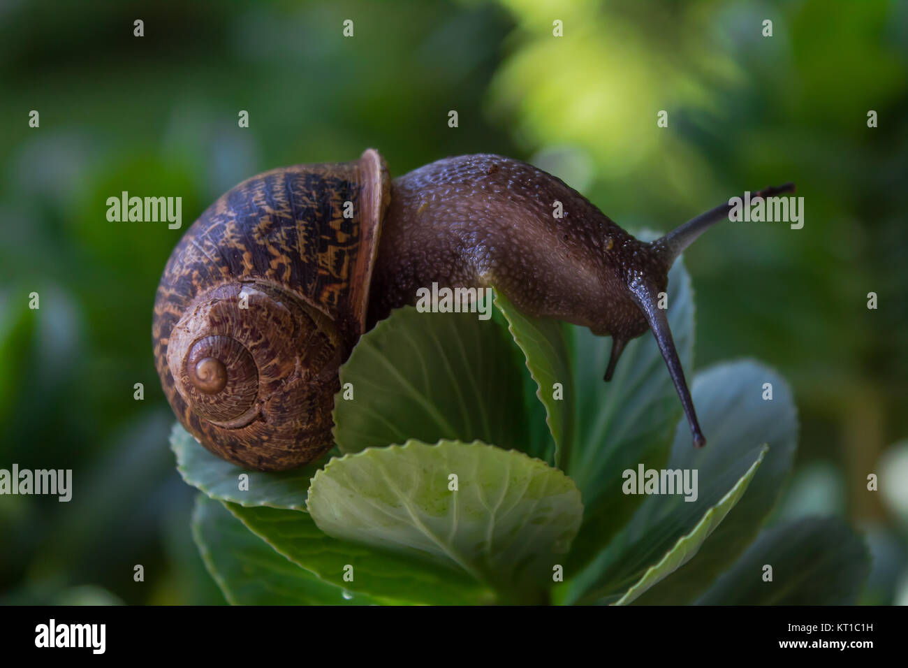 A snail in a beautiful plant Stock Photo - Alamy