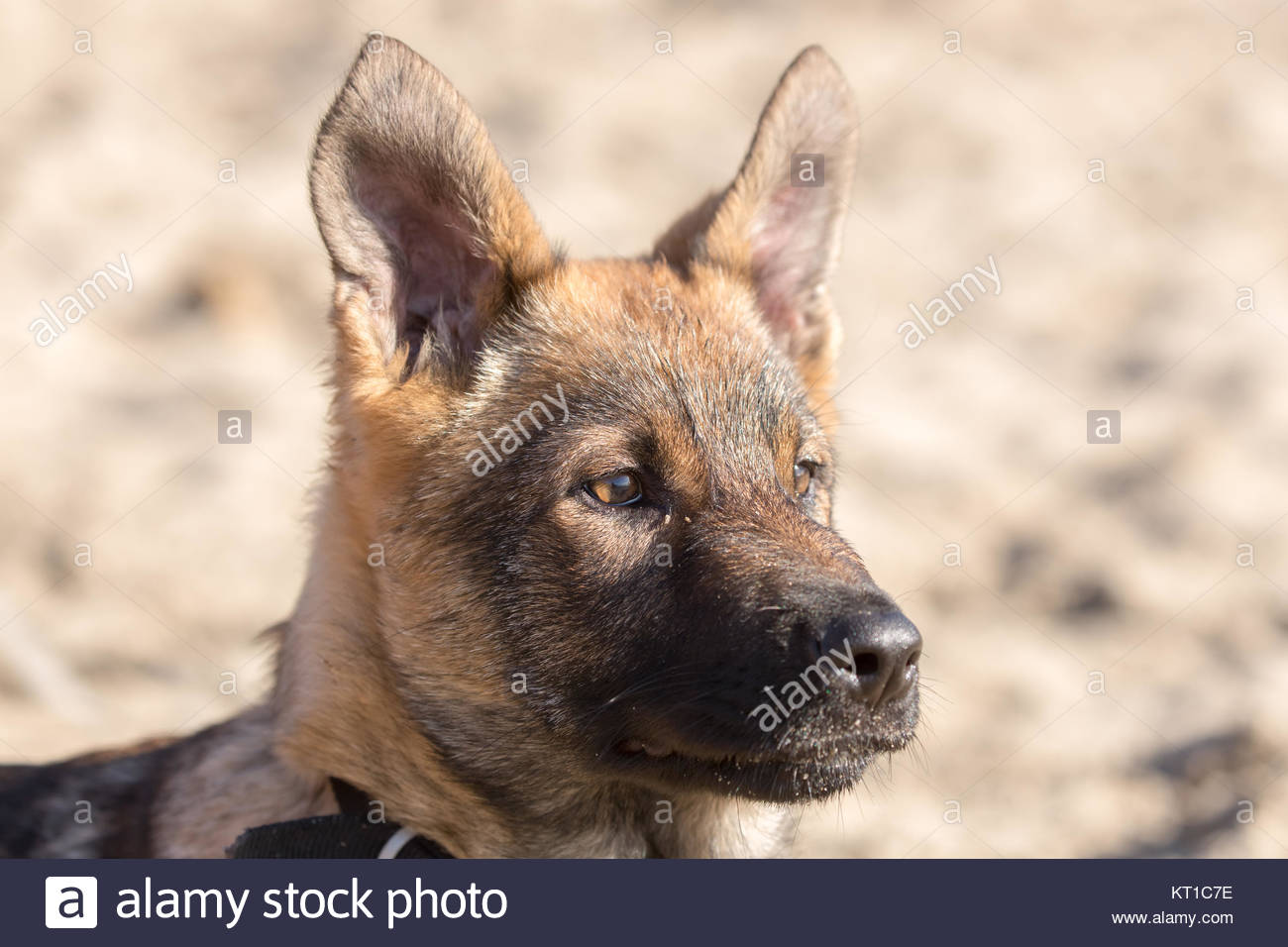 Alsatian Head Stock Photos & Alsatian Head Stock Images - Alamy