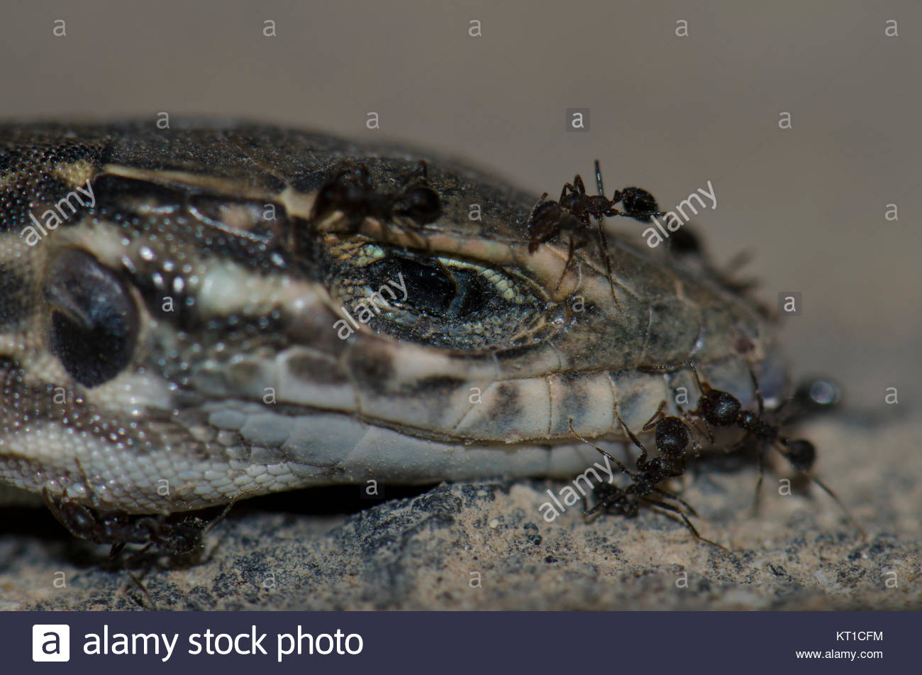 Lizards Eating Insects High Resolution Stock Photography and Images - Alamy