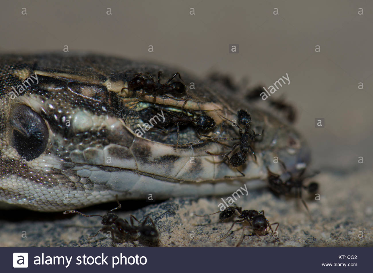 Lizards Eating Insects High Resolution Stock Photography and Images - Alamy