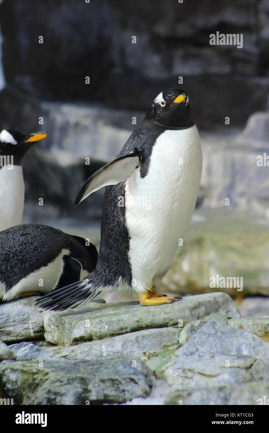 Fat penguin hi-res stock photography and images - Alamy