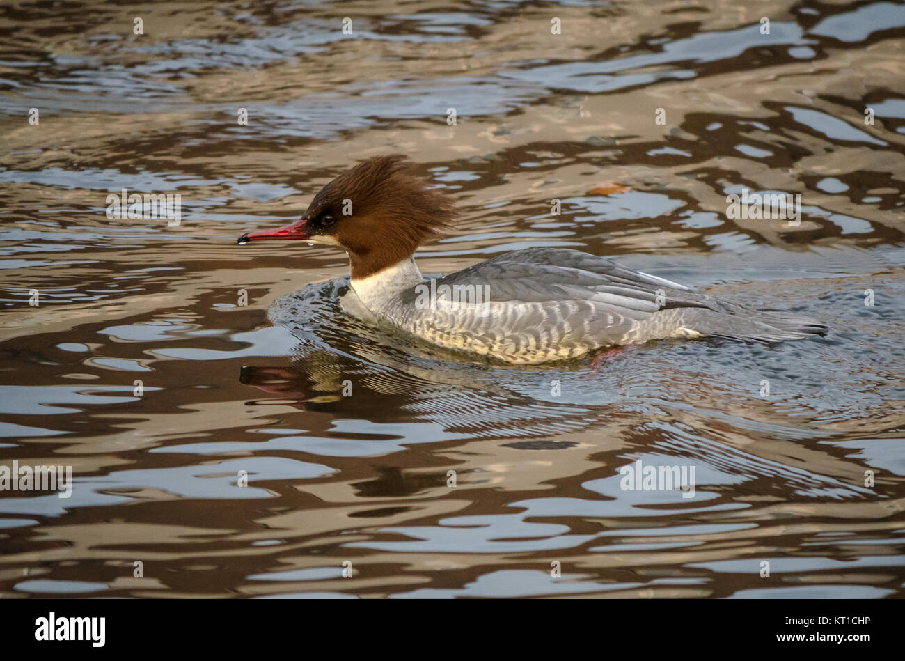 Close up female common merganser duck, Mergus Merganser, or goosander ...