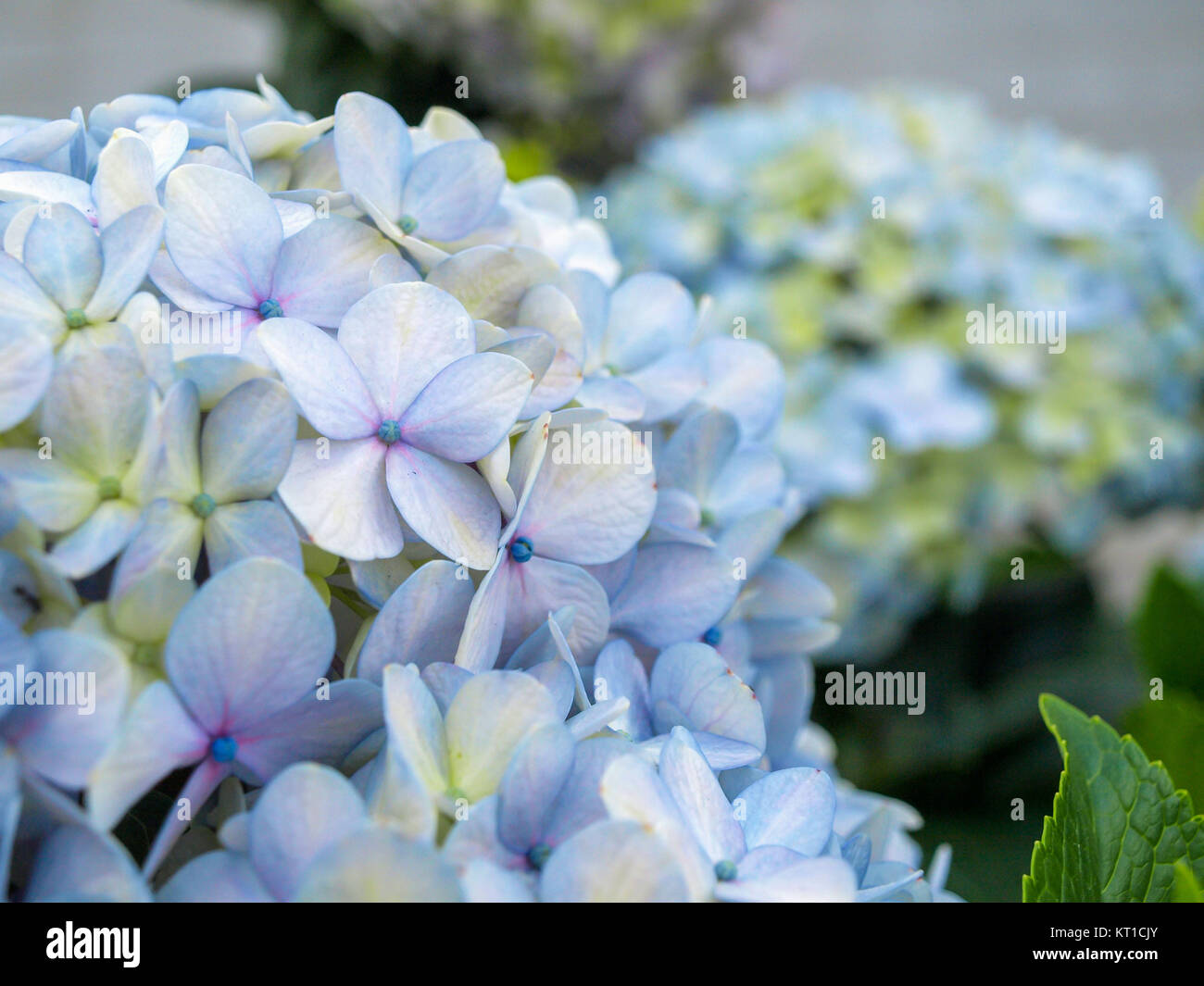Hydrangea petals hi-res stock photography and images - Alamy