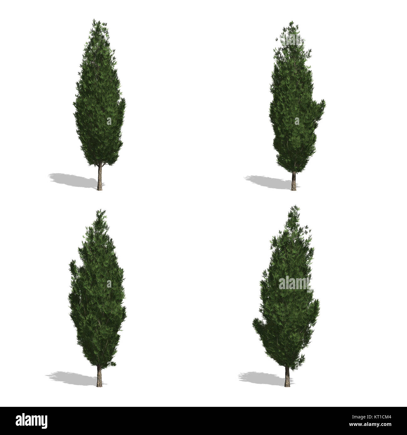 Cypress tree trunk Cut Out Stock Images & Pictures - Alamy