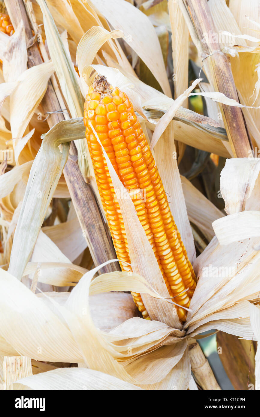Yellow dried corn Stock Photo - Alamy