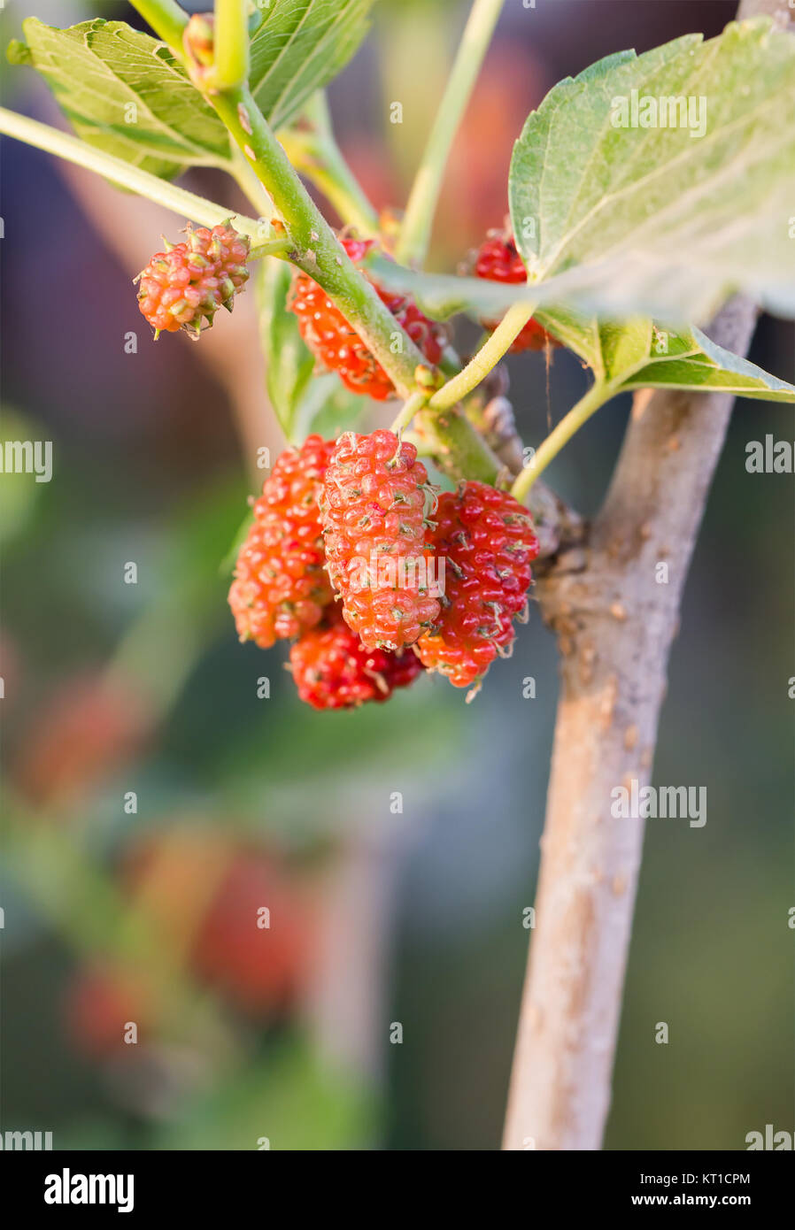 Mulberry on tree is Berry fruit in nature Stock Photo - Alamy