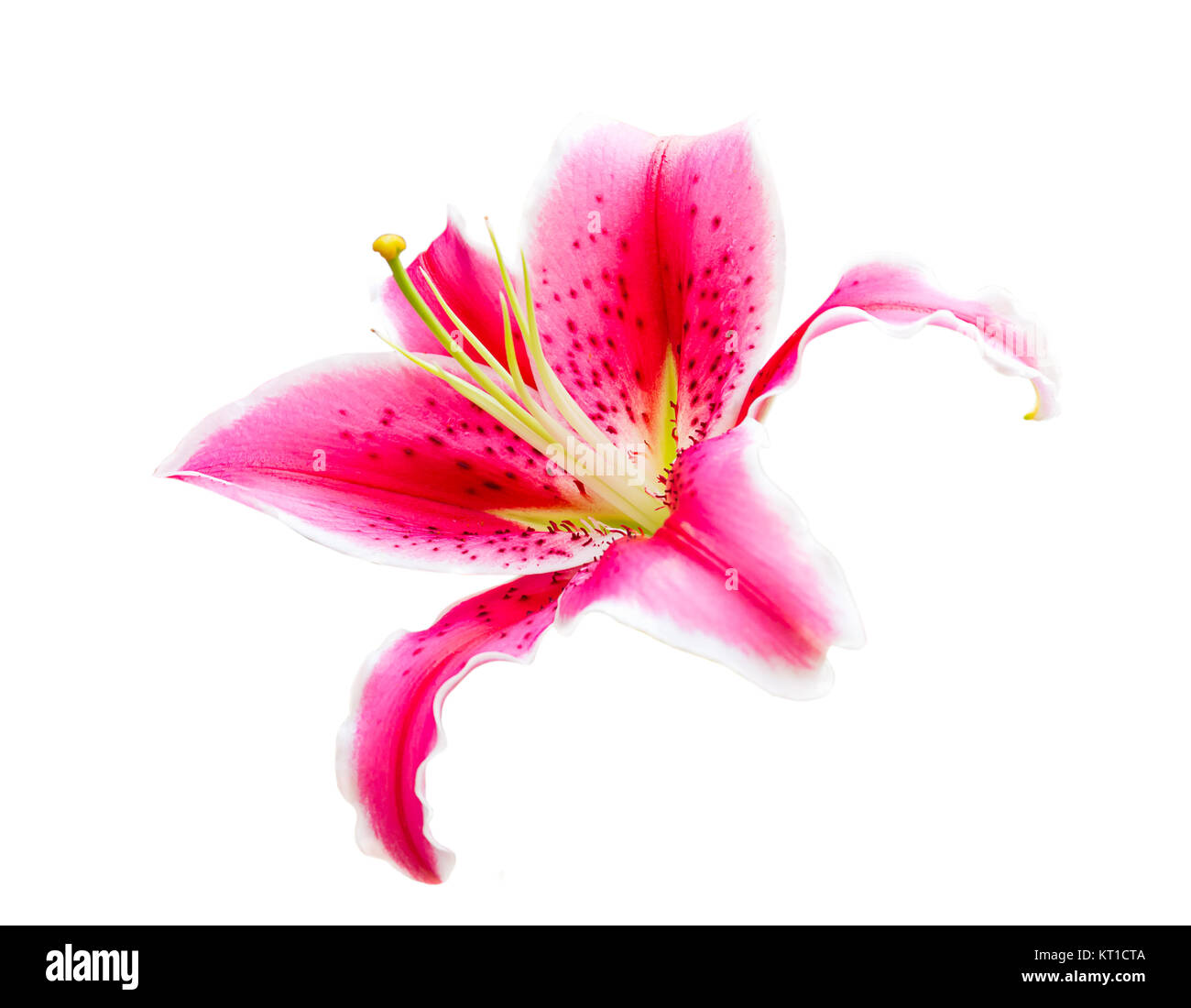 Lily cute Cut Out Stock Images & Pictures - Alamy
