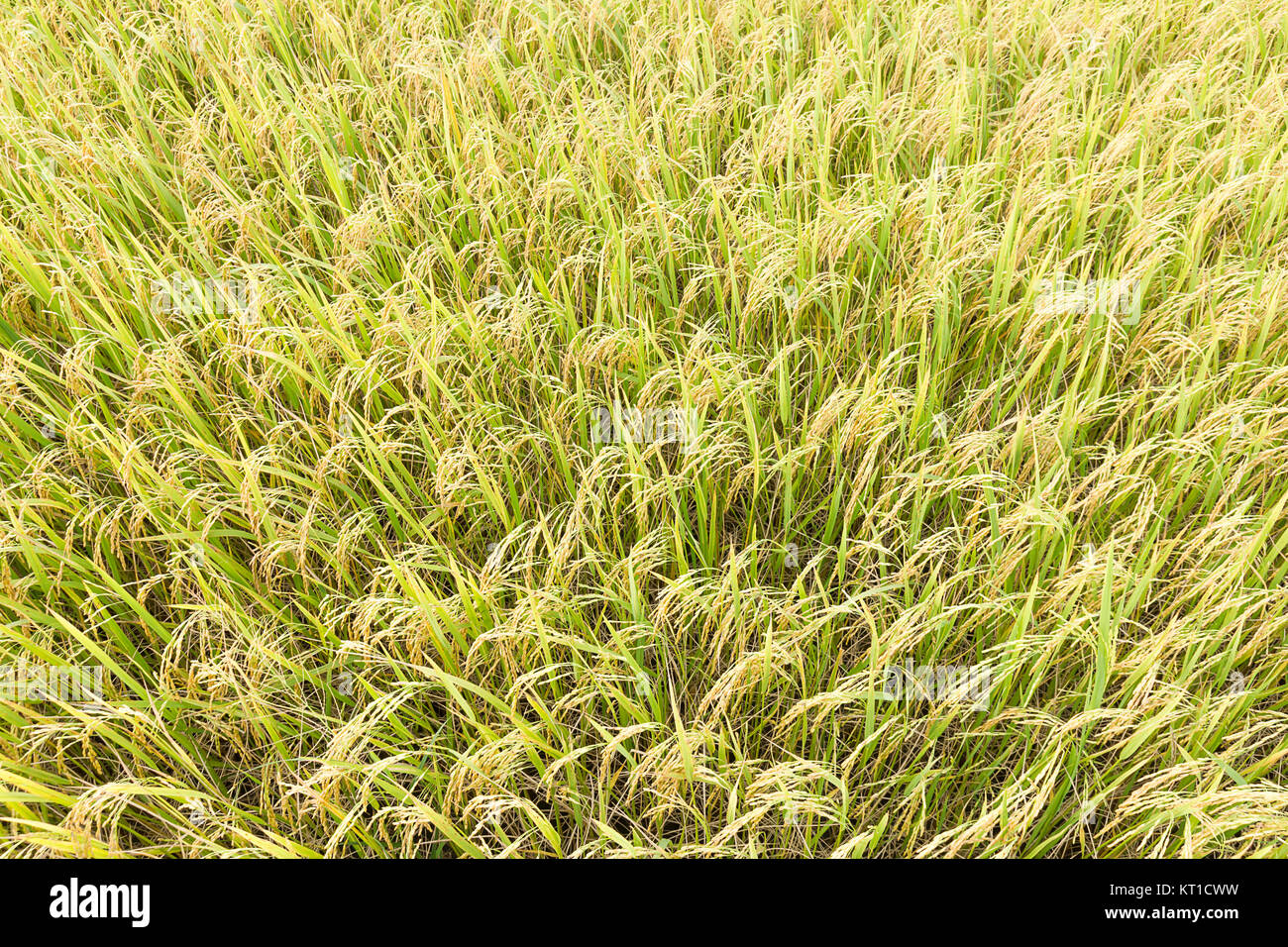 Rice fields in the tropics Stock Photo - Alamy