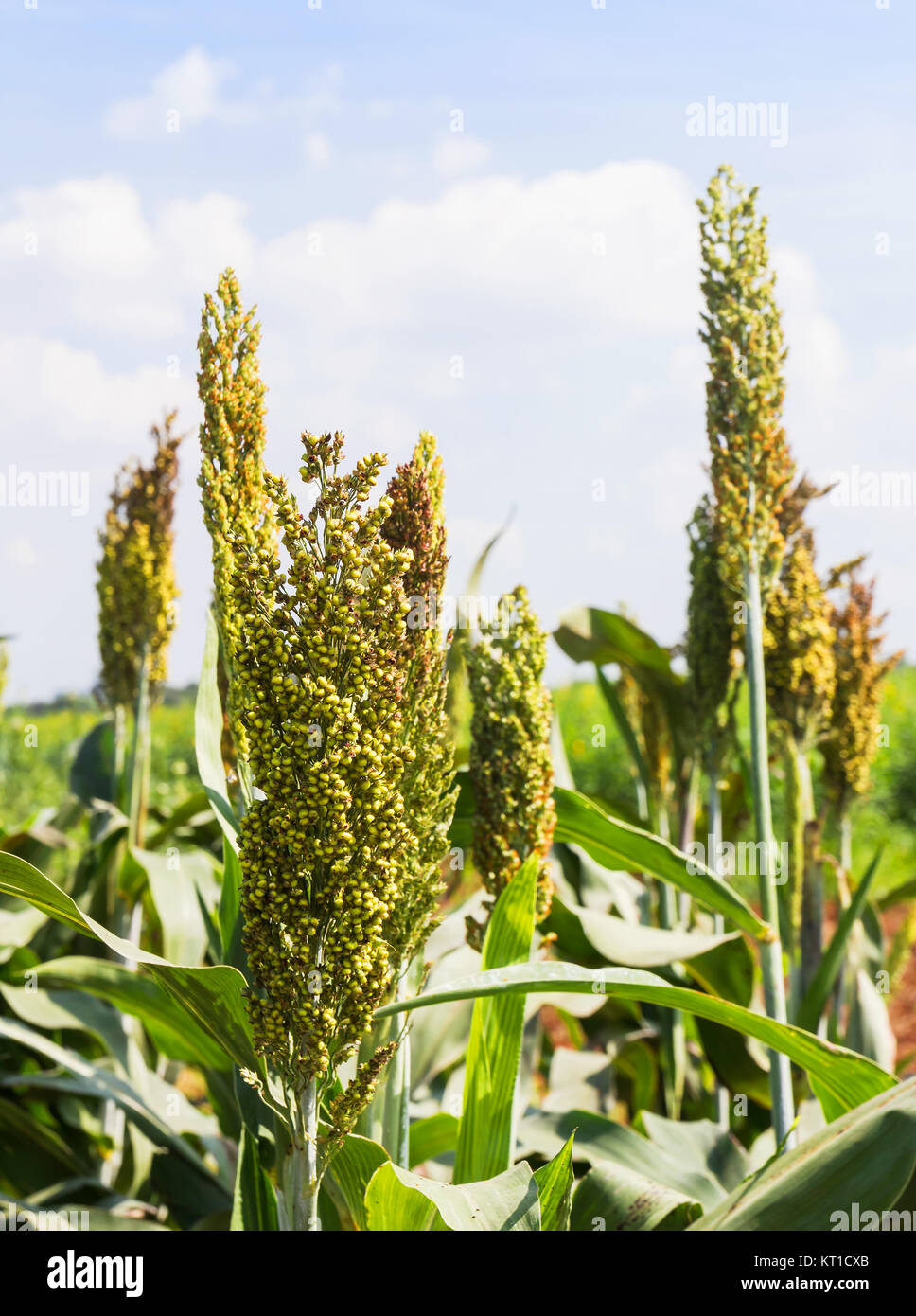 Sorghum fodder crop hi-res stock photography and images - Alamy