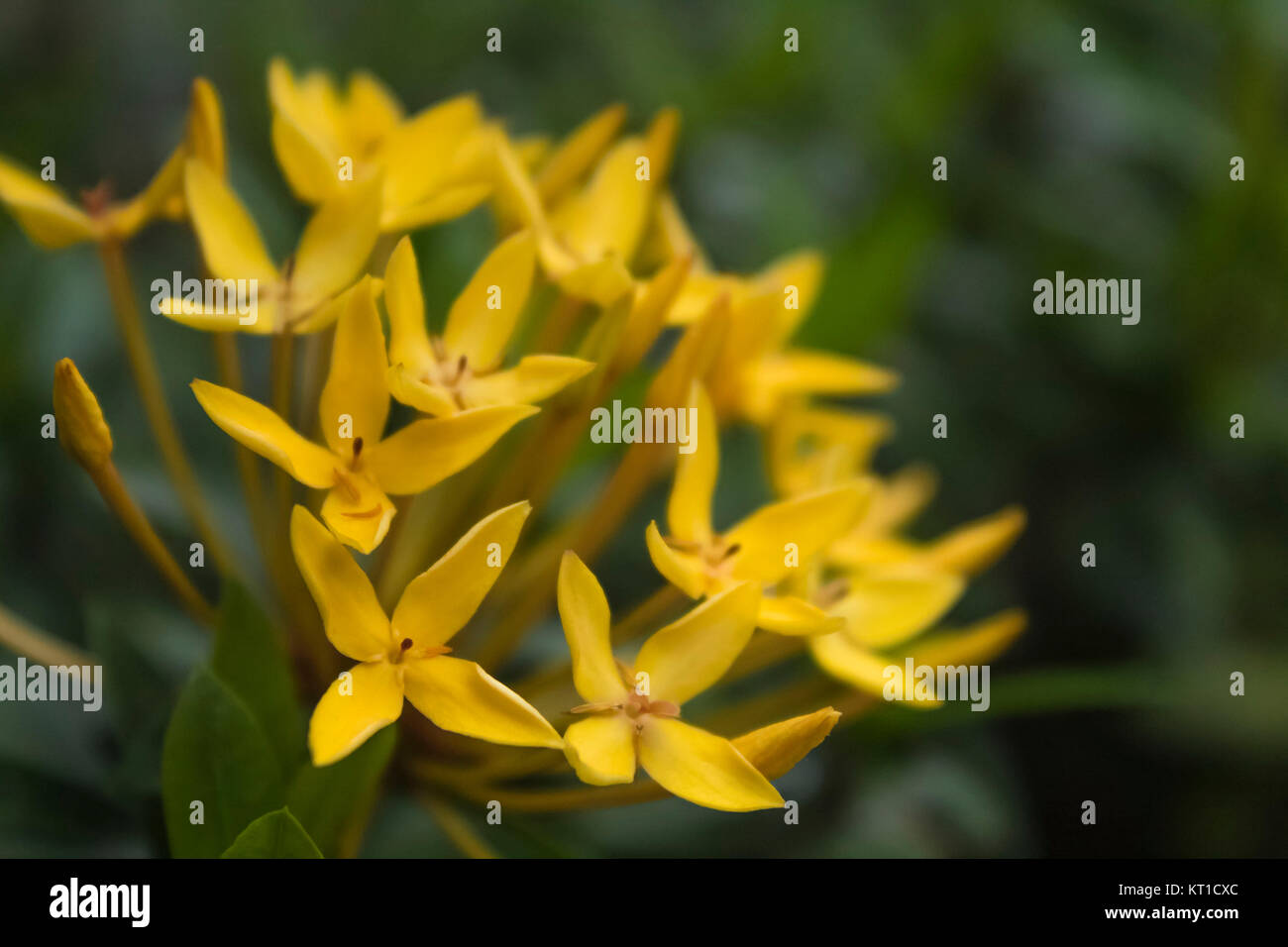 Beautiful small yellow flowers hi-res stock photography and images - Alamy