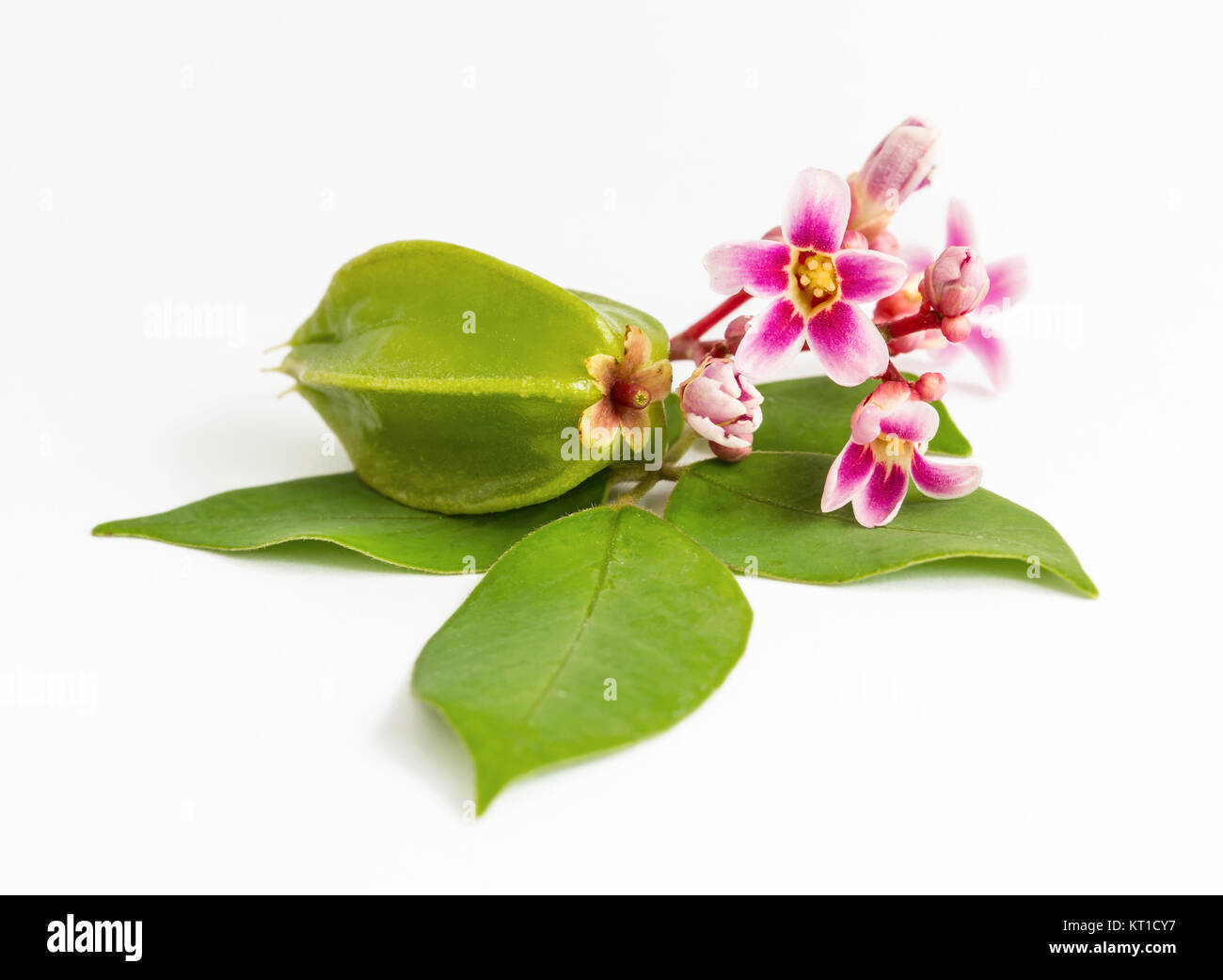 Star apple flower hi-res stock photography and images - Alamy
