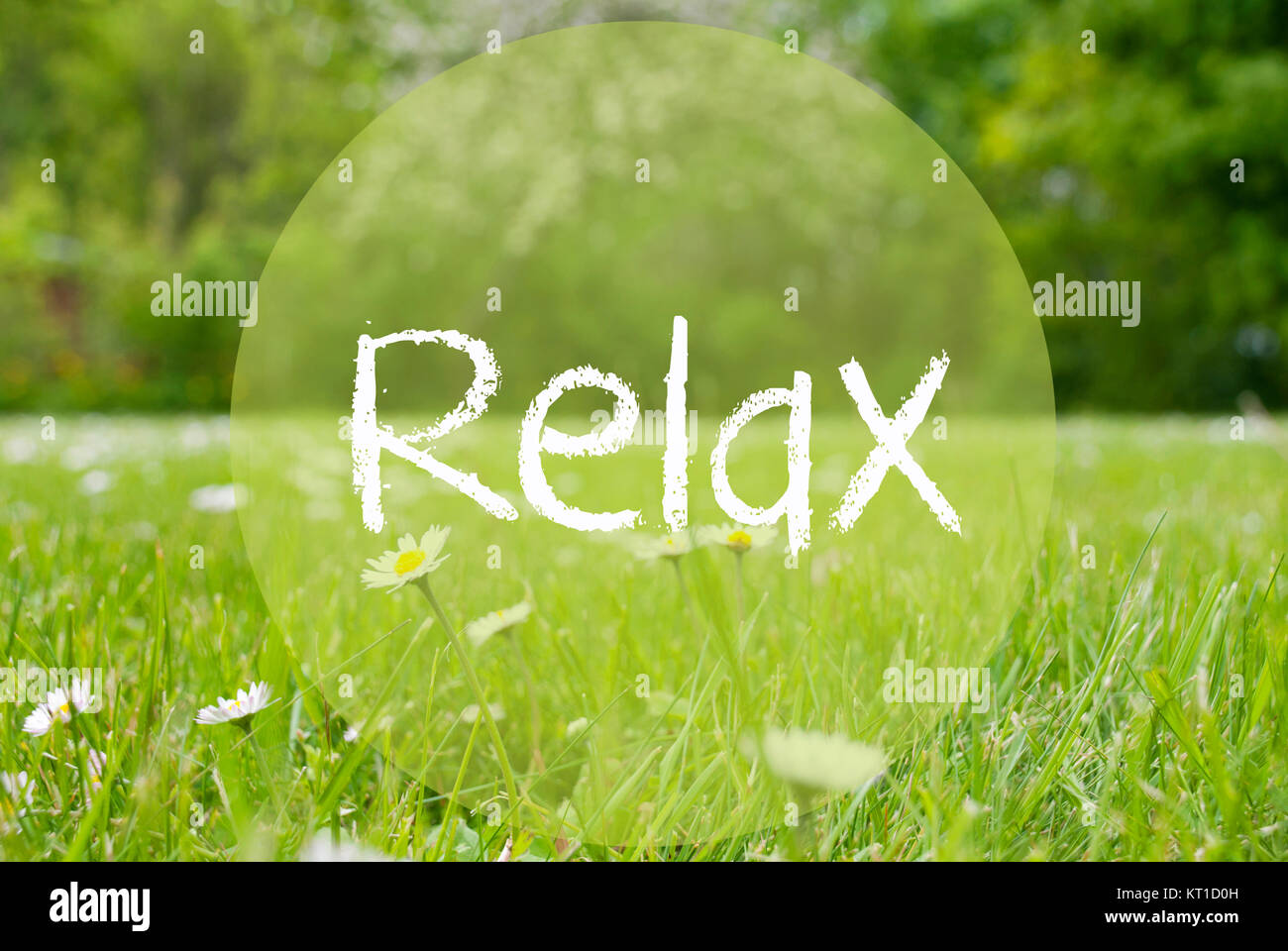 English Text Relax. Spring Or Summer Gras Meadow With Daisy Flowers ...