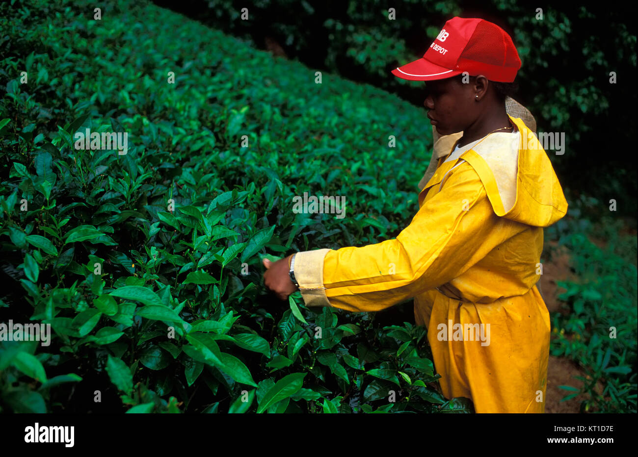 Teeplantage High Resolution Stock Photography and Images - Alamy