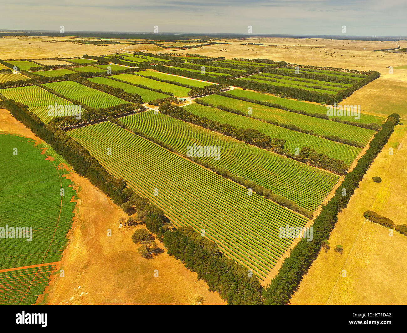 Aerial view of vineyard in Coonawarra region Australia featuring rows ...