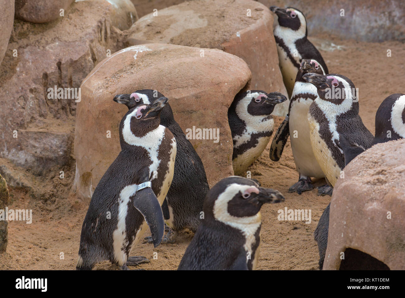 african penguin colony Stock Photo - Alamy