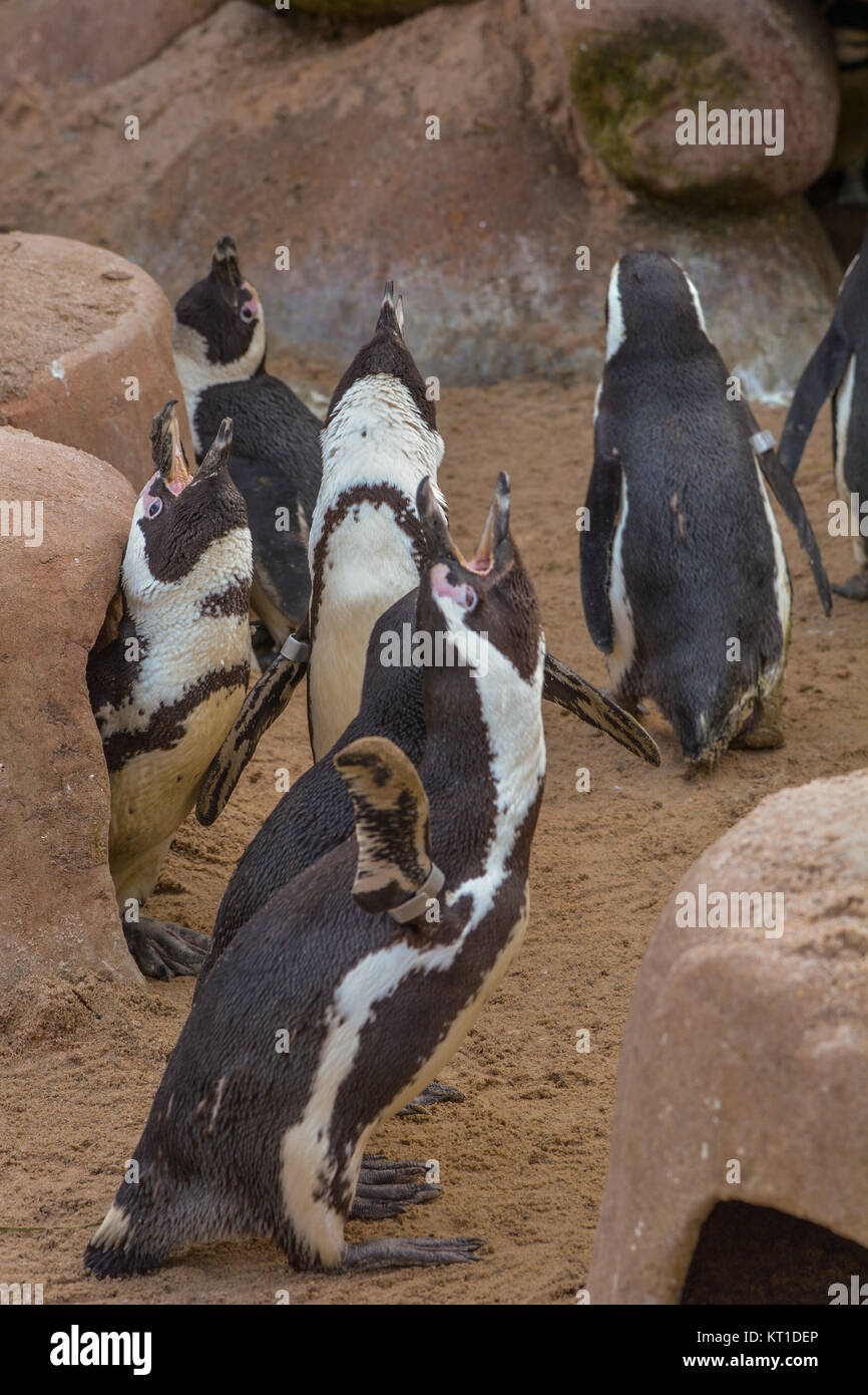 african penguin colony Stock Photo - Alamy