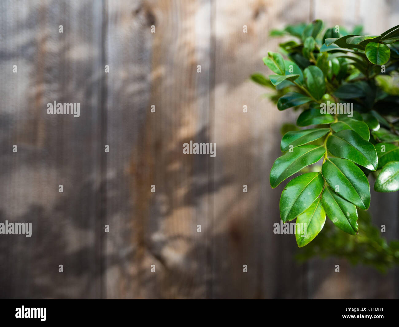 Leaf in front of wooden background texture Stock Photo - Alamy