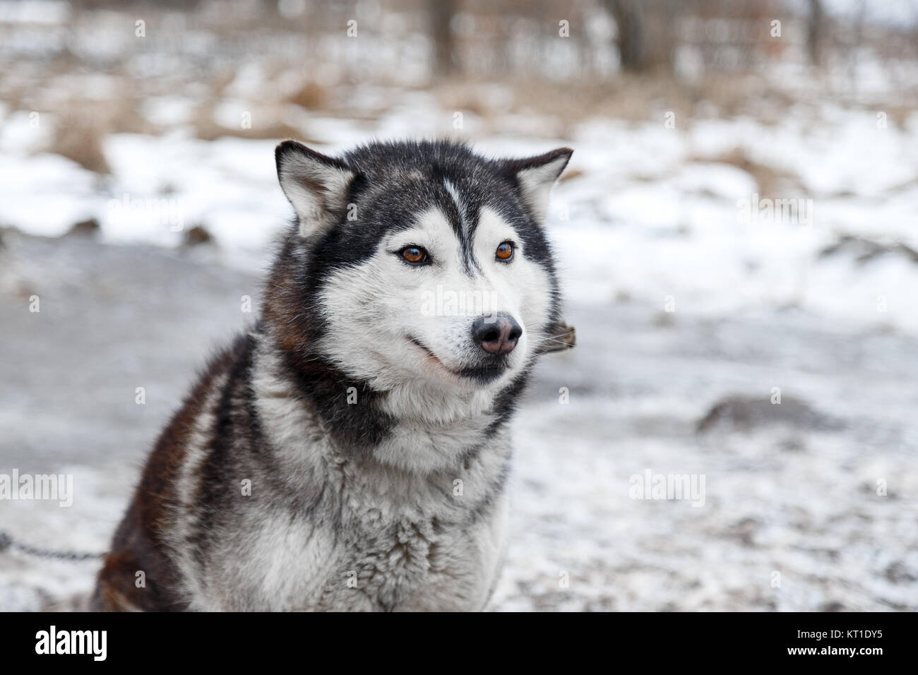 Husky in the yard Stock Photo - Alamy