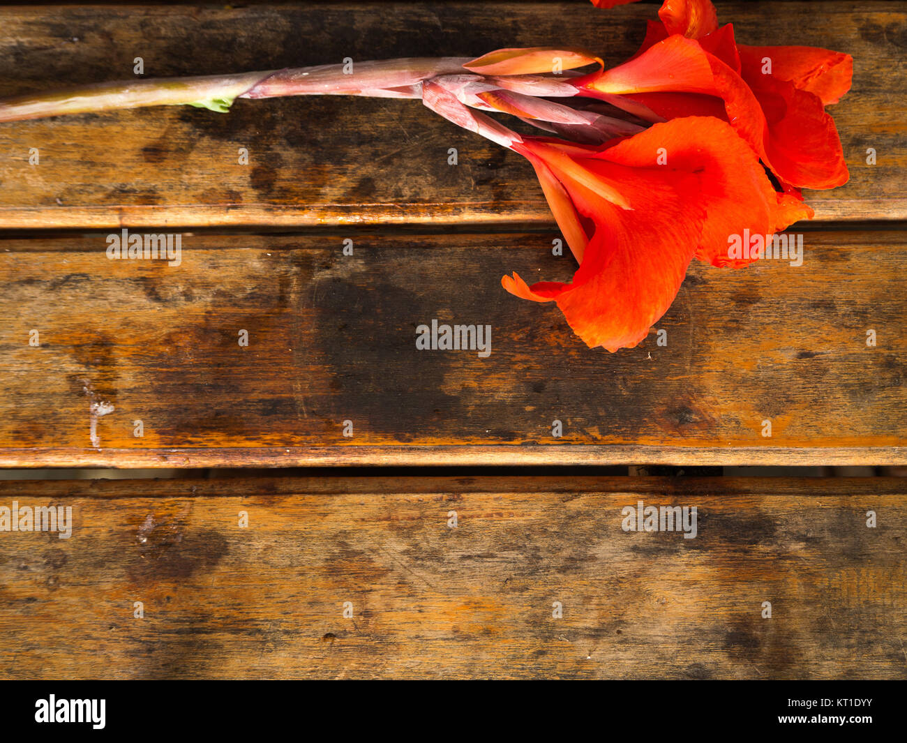 Canna lily flower nice plant hi-res stock photography and images - Alamy