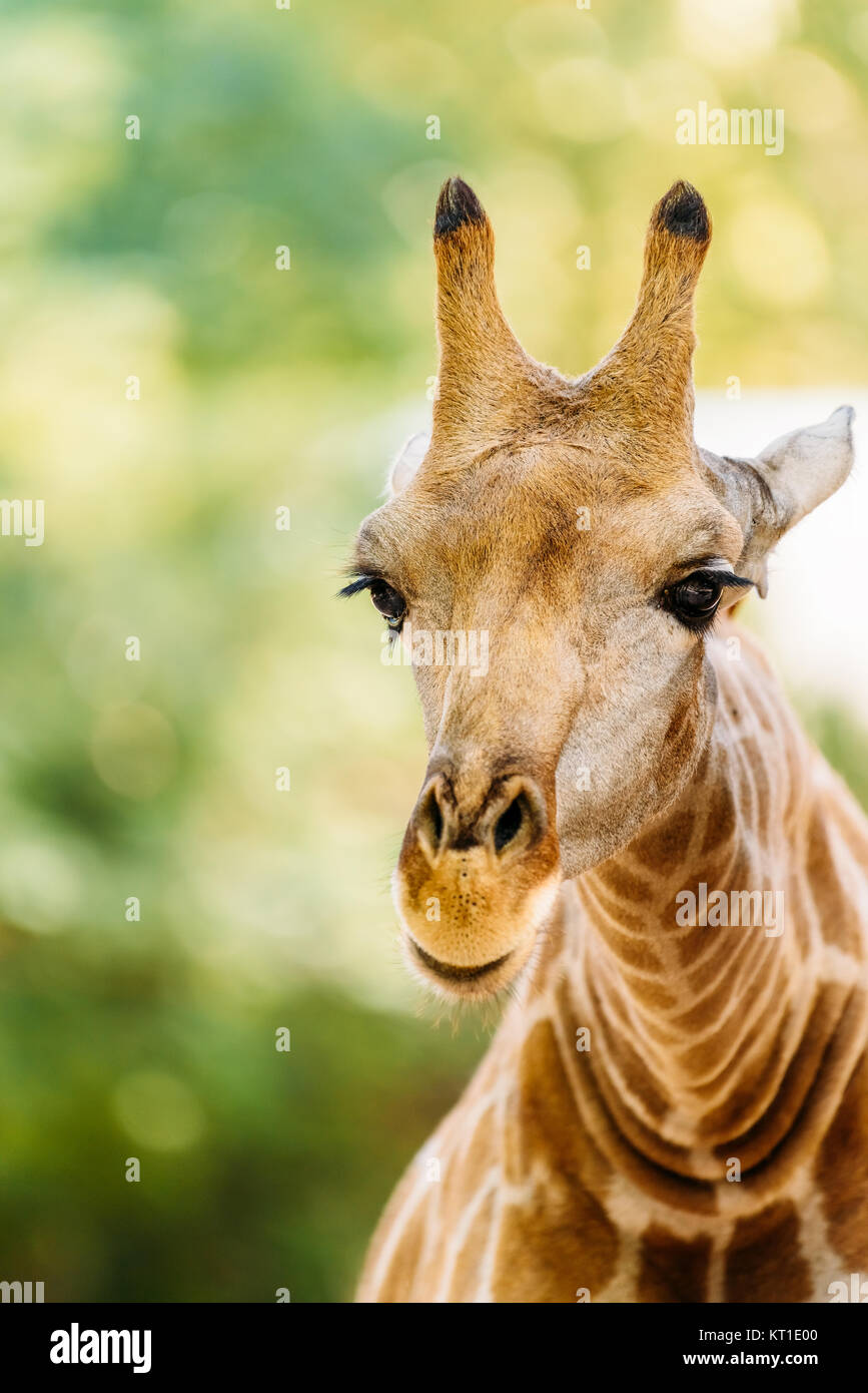 Wild African Giraffe Portrait Stock Photo - Alamy