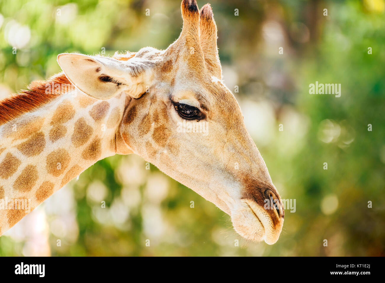 Wild African Giraffe Portrait Stock Photo - Alamy