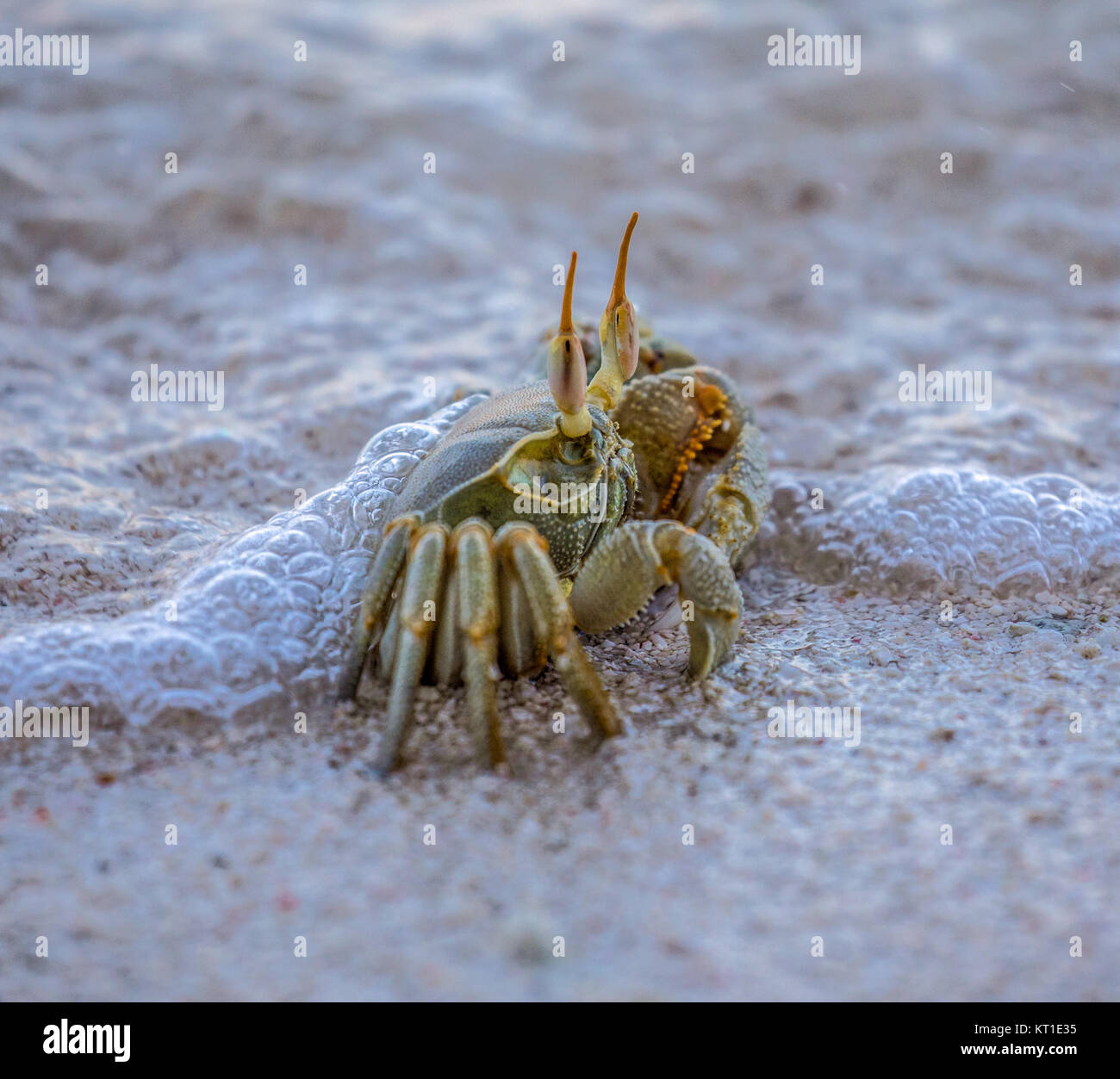 Small ocean crab covered by wave Stock Photo - Alamy