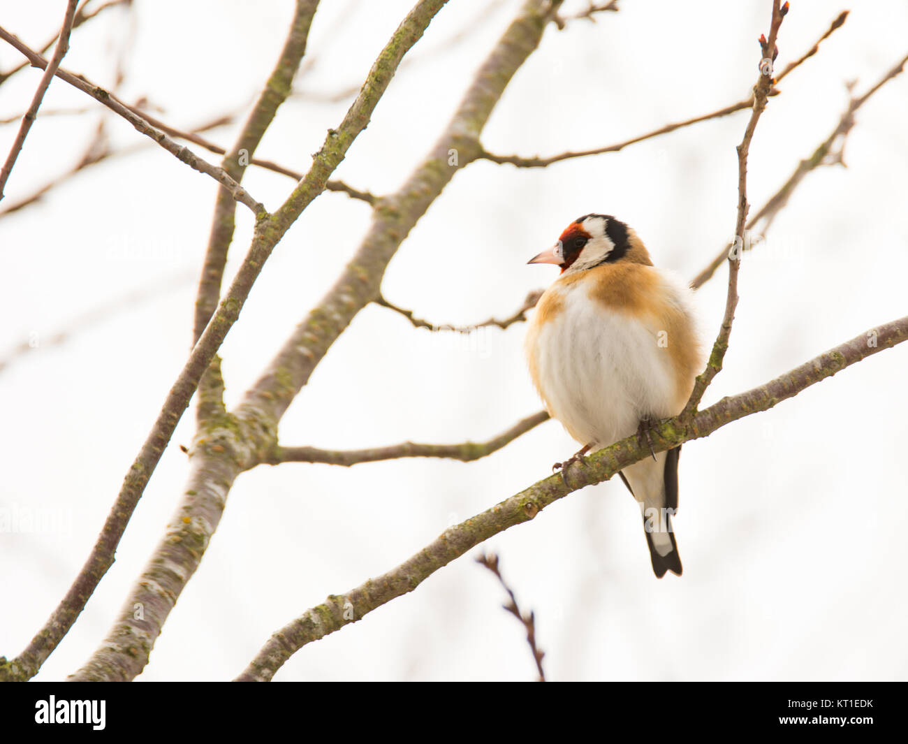 European goldfinch bird sitting on a tree Stock Photo - Alamy