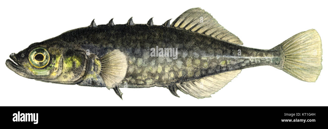 The Brook Stickleback is a small fish species known for its ...