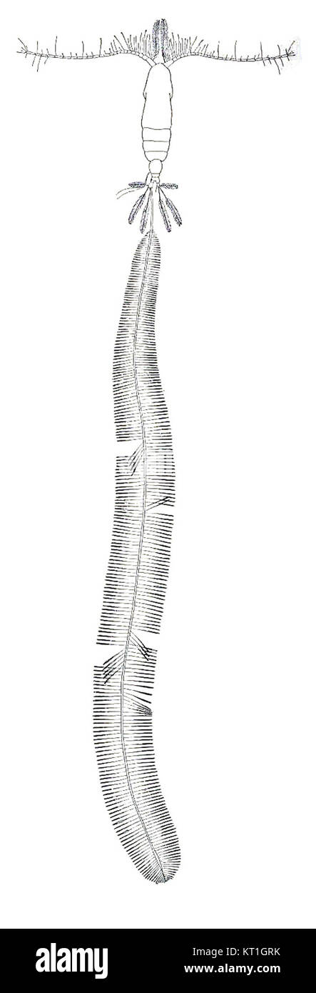 The Calocalanus plumulosus is a species of copepod, an aquatic organism ...