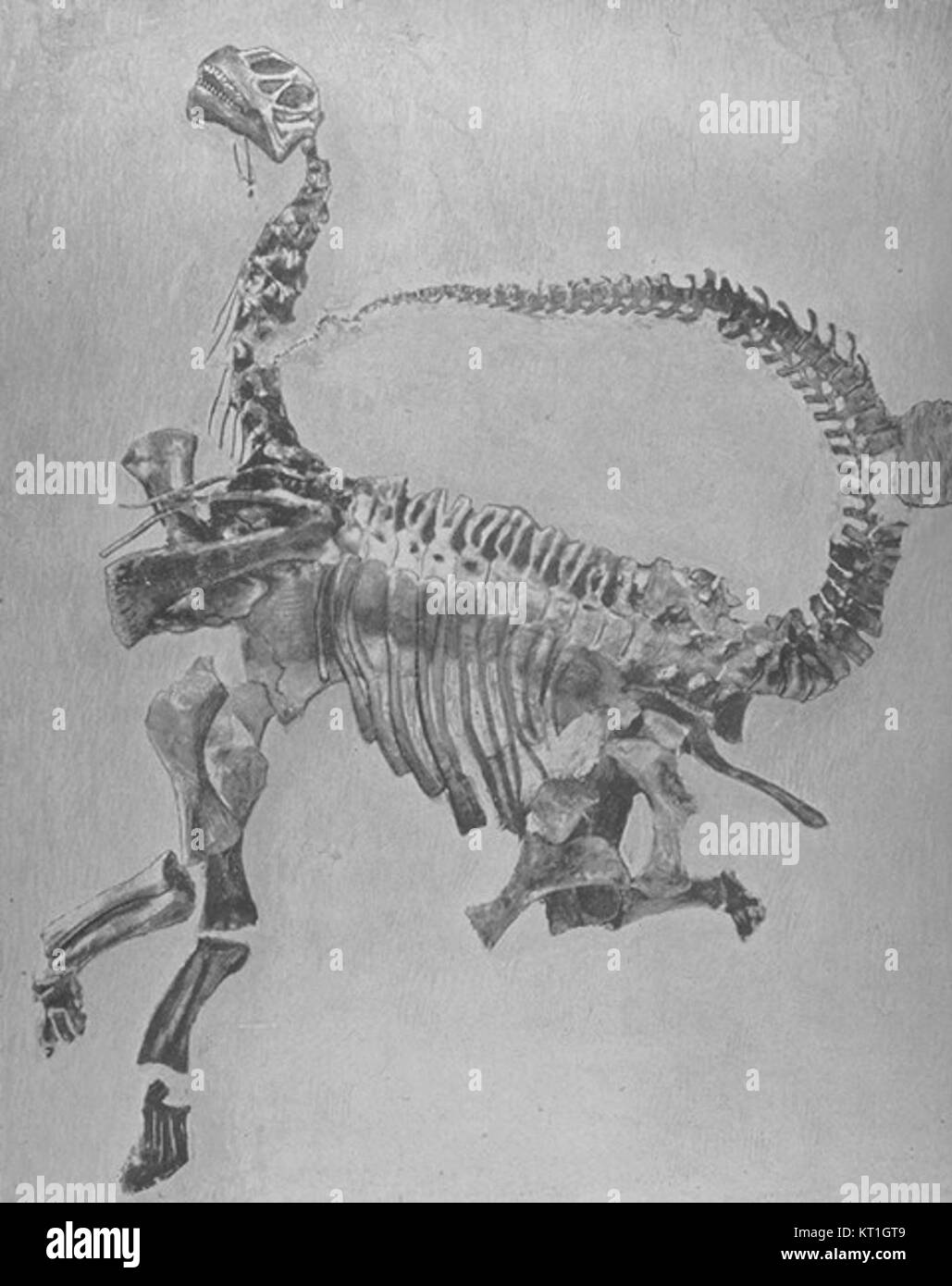 Camarasaurus is a genus of herbivorous dinosaurs that lived during the ...