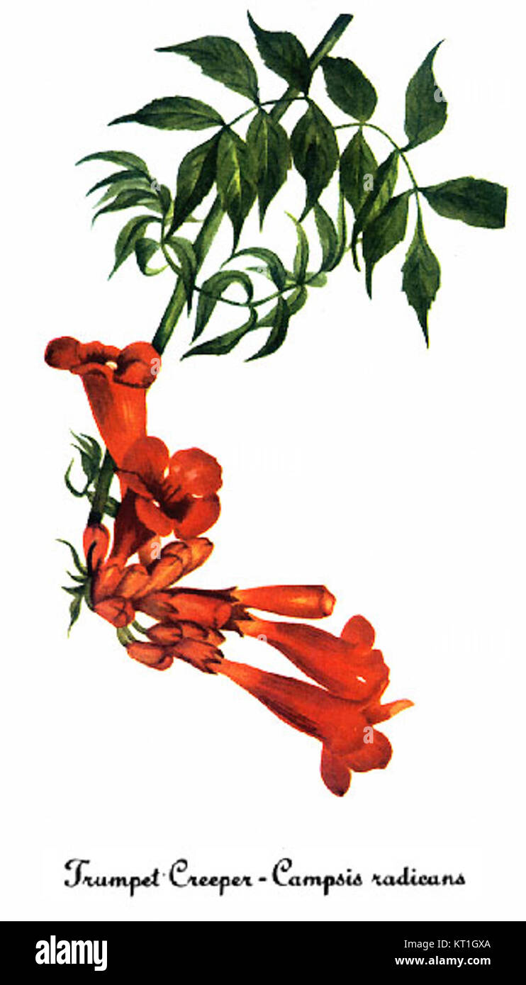 This botanical illustration by Mary Vaux Walcott depicts Campsis ...