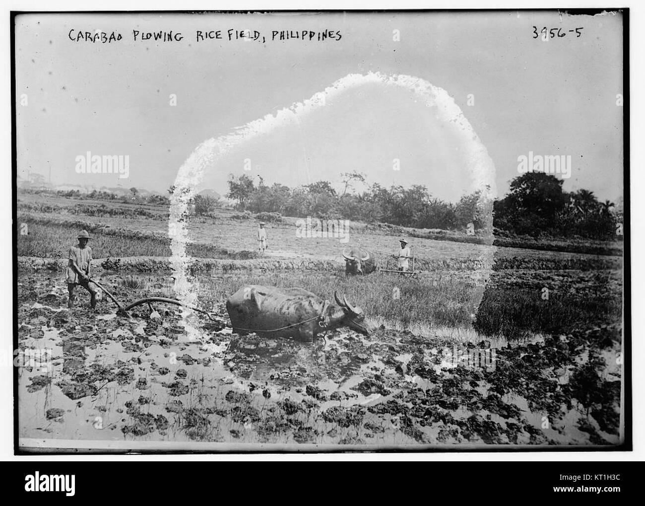 A photograph showing a carabao (water buffalo) plowing a rice field in ...